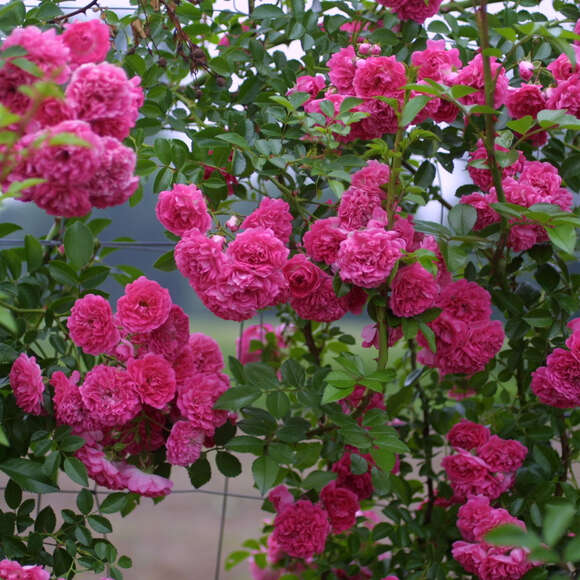 Moderne Kletterrose - Rose 'Super Excelsa' - rosa