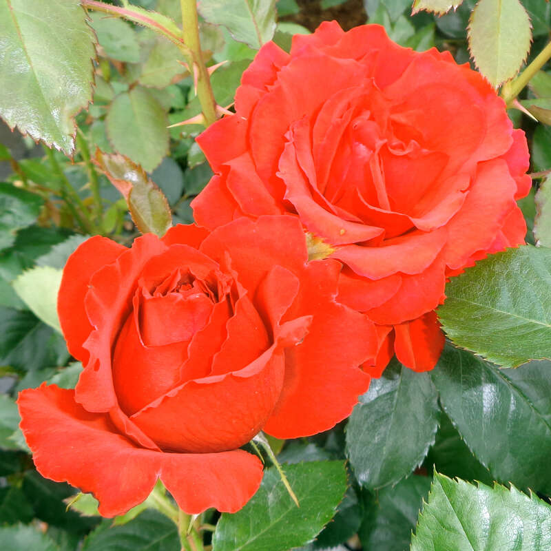 Englische Edelrose - Rose 'Carris' - rot