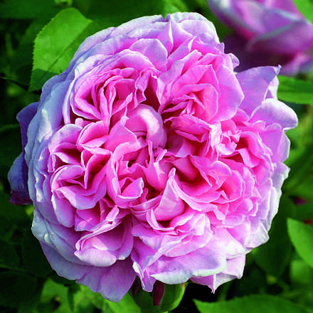 Historische Strauchrose - Rose 'Archiduchesse Elisabeth d'A' - rosa
