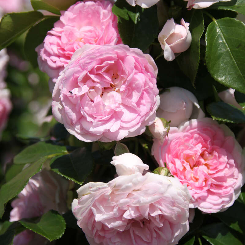 Moderne Kletterrose - Rose 'Jasmina' - rosa