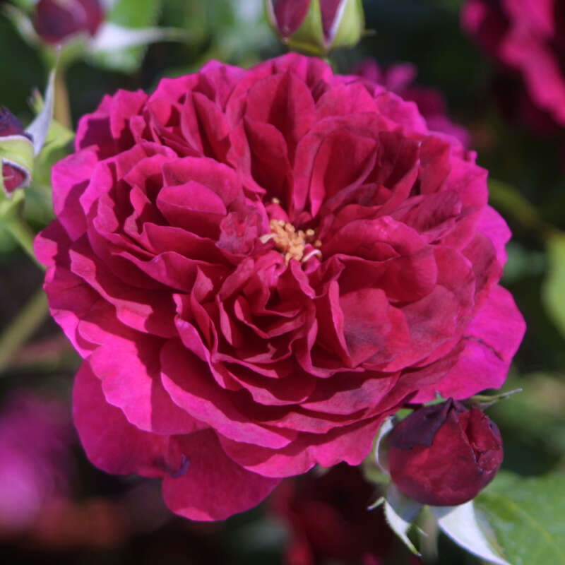Englische Strauchrose - Rose 'Tradescant' - rot