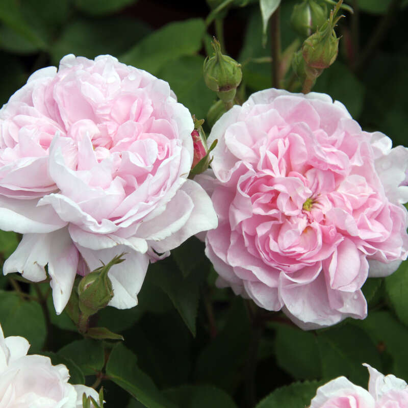 Historische Strauchrose - Rose 'La Reine Victoria' - rosa