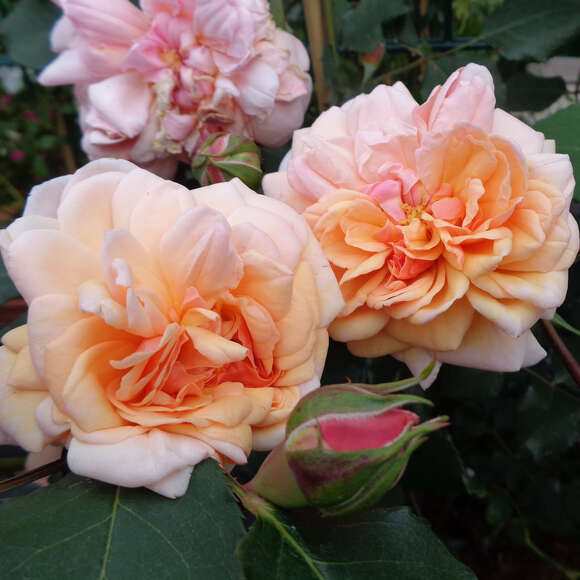 Ramblerrose - Rose 'Paul Noel' - lachs