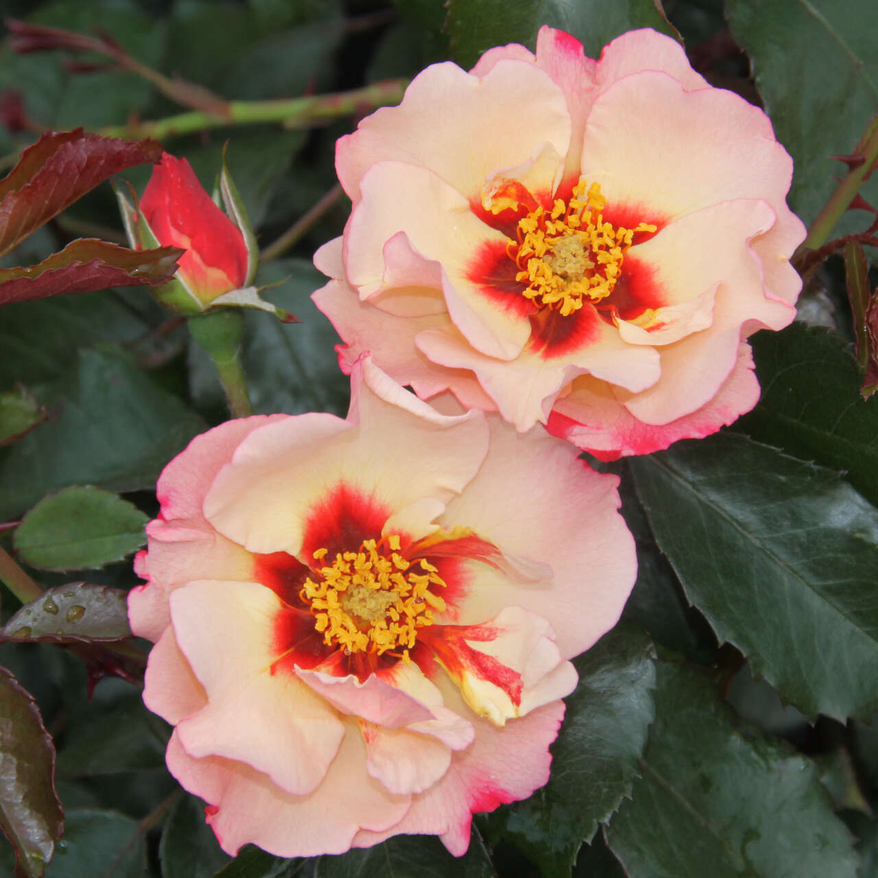 Englische Strauchrose - Rose 'Alissar, Princess of Phoenicia' - mehrfärbig