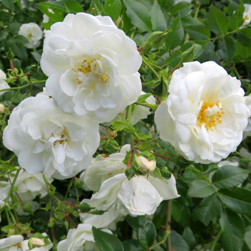 Ramblerrose - Rose 'Sander's White Rambler' - weiß