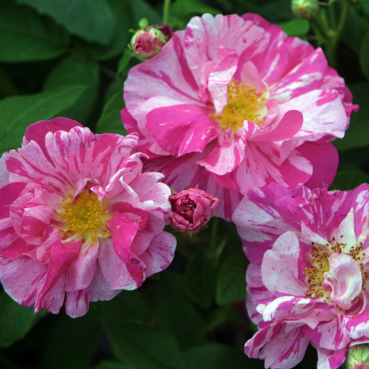 Historische Strauchrose - Rose 'Versicolor' - mehrfärbig