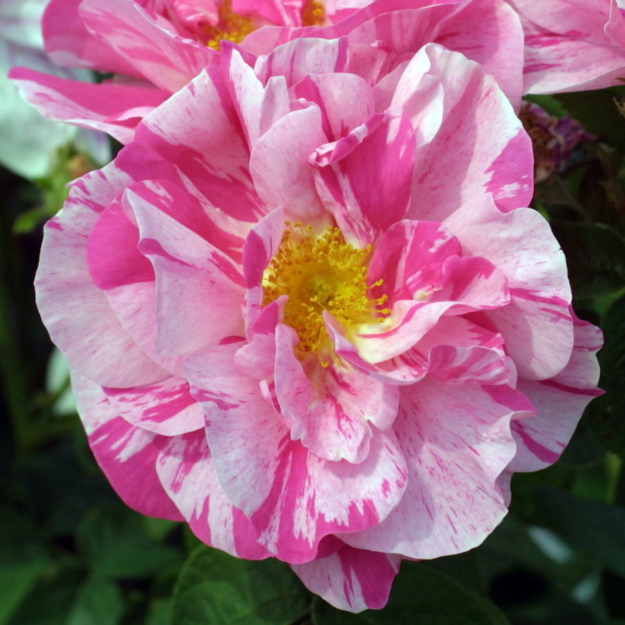 Historische Strauchrose - Rose 'Versicolor' - mehrfärbig
