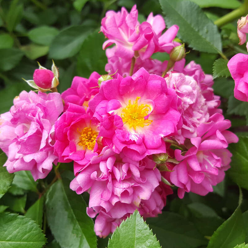 Ramblerrose - Rose 'Rosemarie Viaud' - rosa