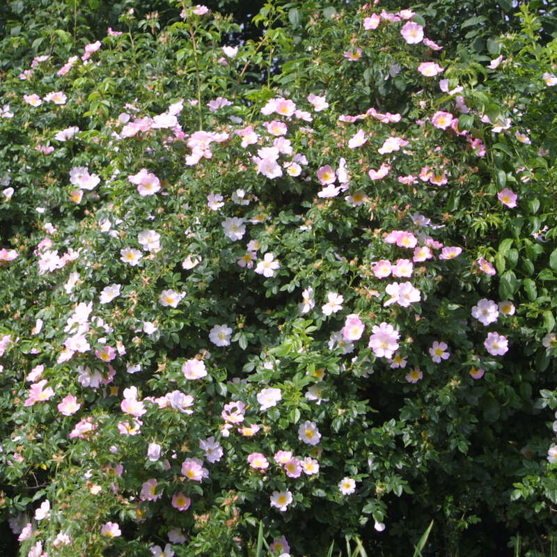 Hundsrose - Rosa canina - rosa