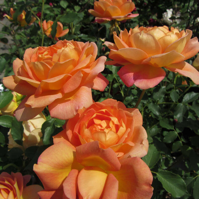 Englische Strauchrose - Rose 'Lady of Shalott' - orange
