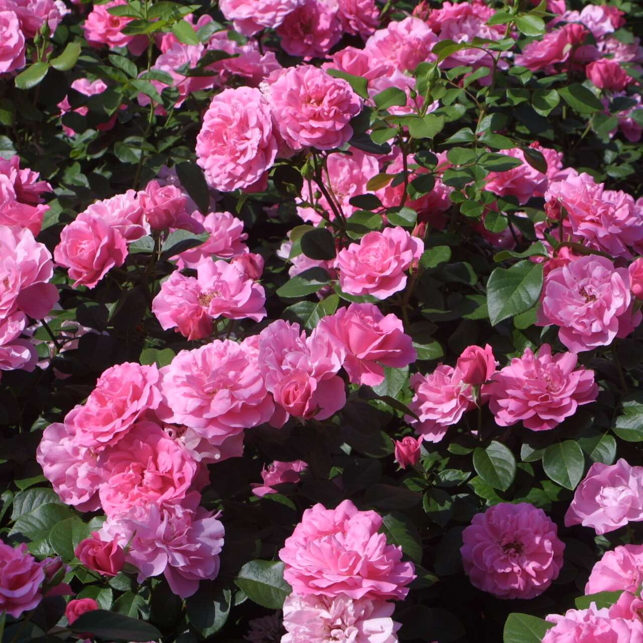 Beetrose - Rose 'Play Rose' - rosa