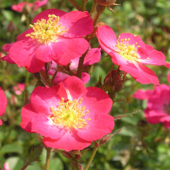 Zwergrose - Rose 'Lupo' - rosa