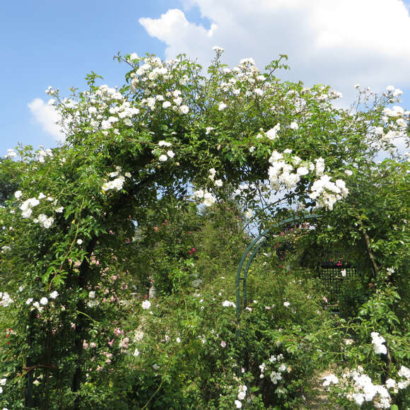 Ramblerrose - Rose 'Sanders White Rambler' - weiß