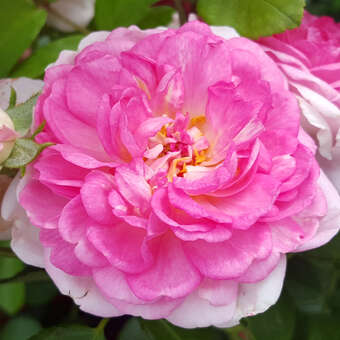 Moderne Kletterrose - Rose 'Jasmina' - rosa