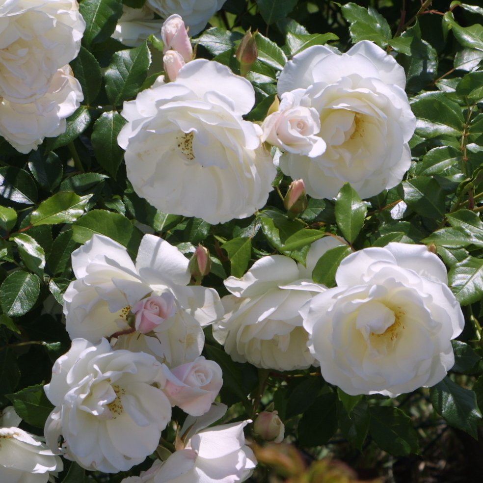 Moderne Kletterrose - Rose 'Climbing Iceberg' - weiß