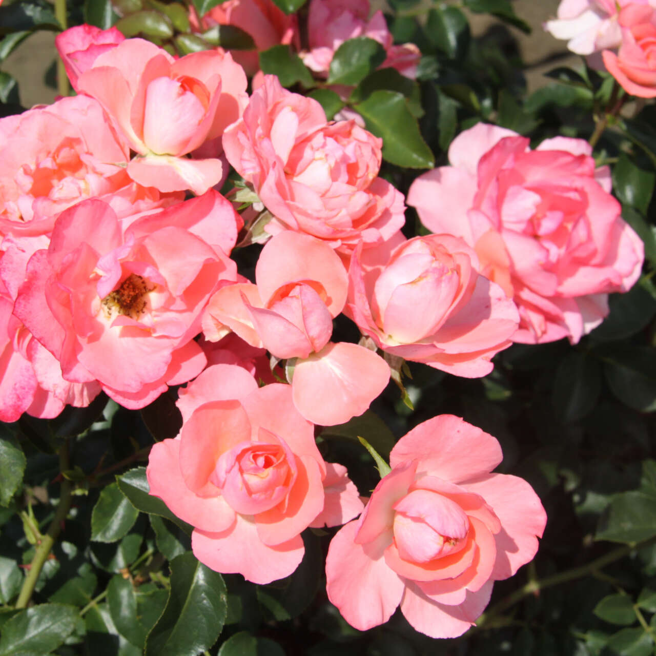 Beetrose - Rose 'Jardins de France' - rosa