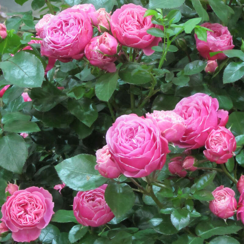 Rose Leonardo Da Vinci Pflege
