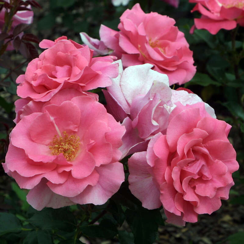 Moderne Strauchrose - Rose 'Romanze' - rosa