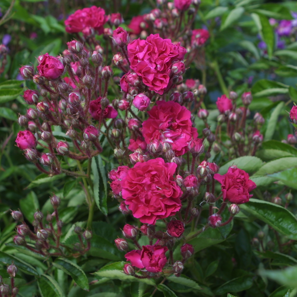 Ramblerrose - Rose 'Crimson Rambler' - rosa