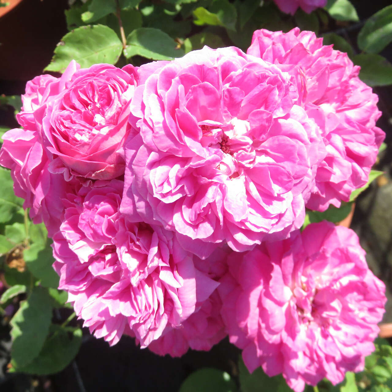 Historische Strauchrose - Rose 'Rotkäppchen' - rosa