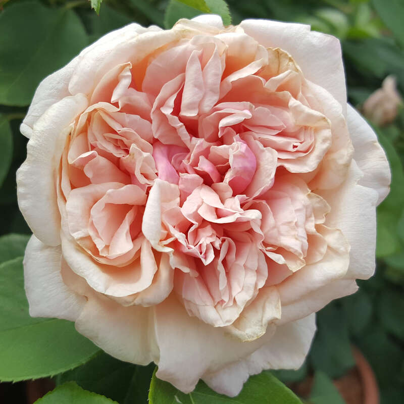 Historische Kletterrose - Rose 'Gloire de Dijon' - lachs