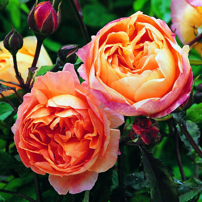 Englische Strauchrose - Rose 'Lady Emma Hamilton' - orange