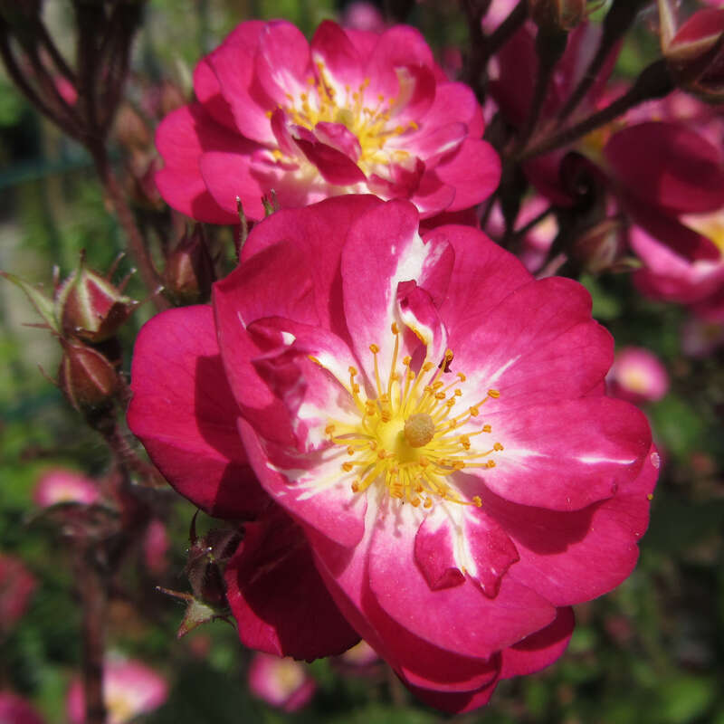 Ramblerrose - Rose 'Kiftsgate Violett' - violett