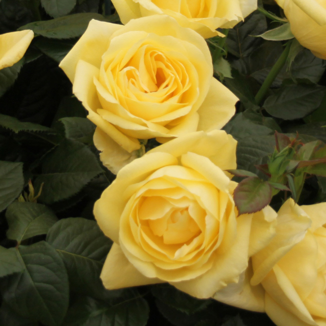 Englische Edelrose - Rose 'Guy's Gold' - gelb