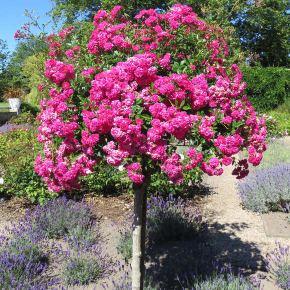Moderne Kletterrose - Rose 'Super Excelsa' - rosa