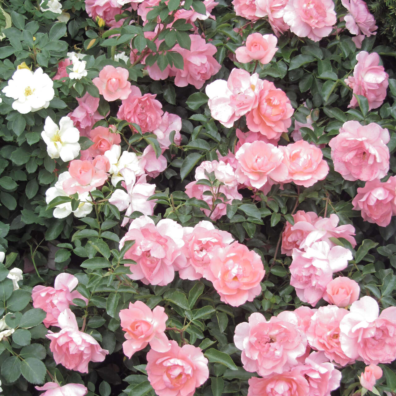 Beetrose - Rose 'Jardins de France' - rosa