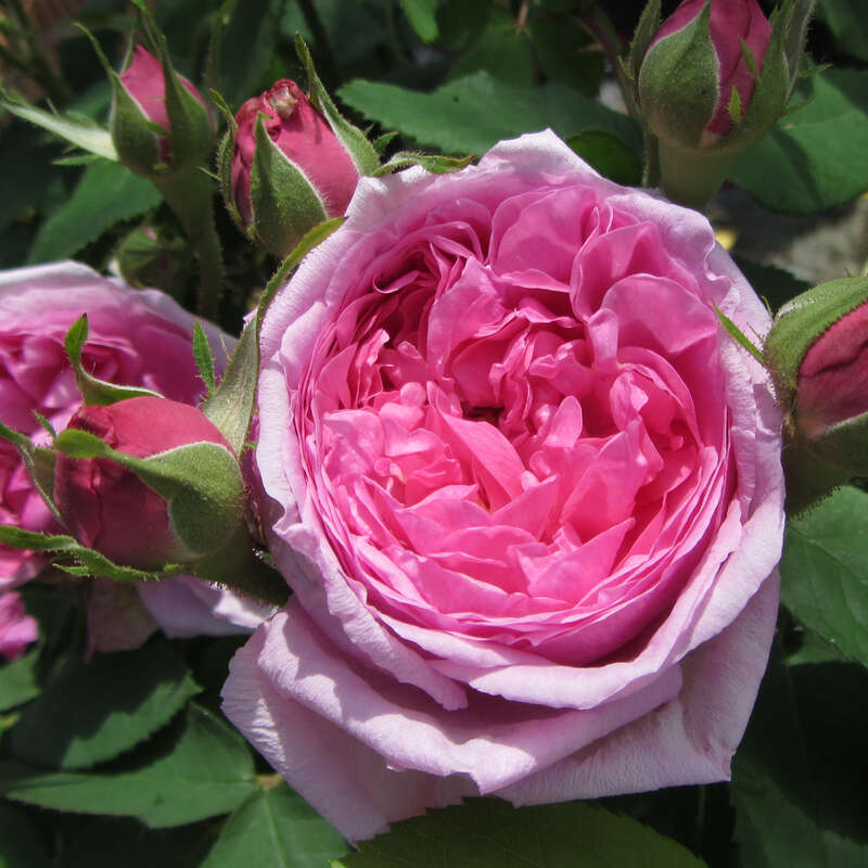 Historische Strauchrose - Rose 'Mme Boll' - rosa