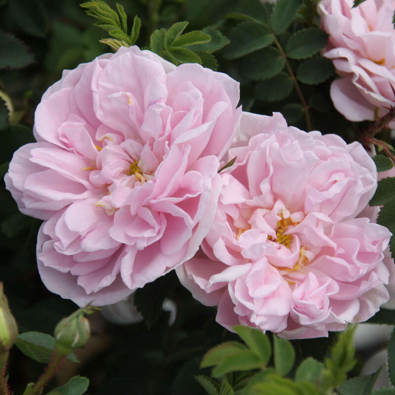 Historische Strauchrose - Rose 'Stanwell Perpetual' - rosa
