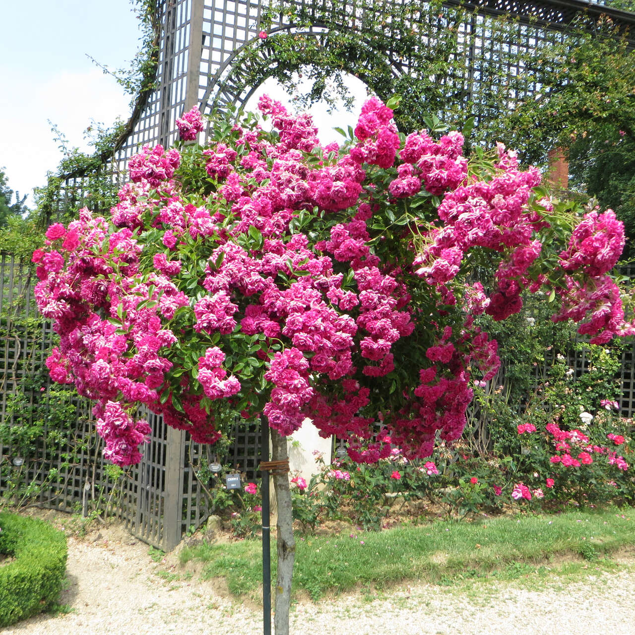Moderne Kletterrose - Rose 'Super Excelsa' - rosa