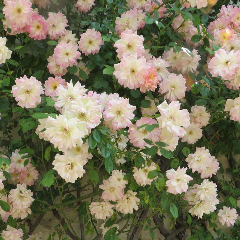 Historische Kletterrose - Rose 'Phyllis Bide' - lachs