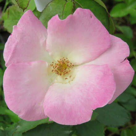 Bodendeckerrose - Rose 'Alaska Knock Out' - rosa