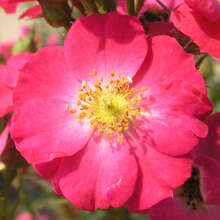 Zwergrose - Rose 'Lupo' - rosa