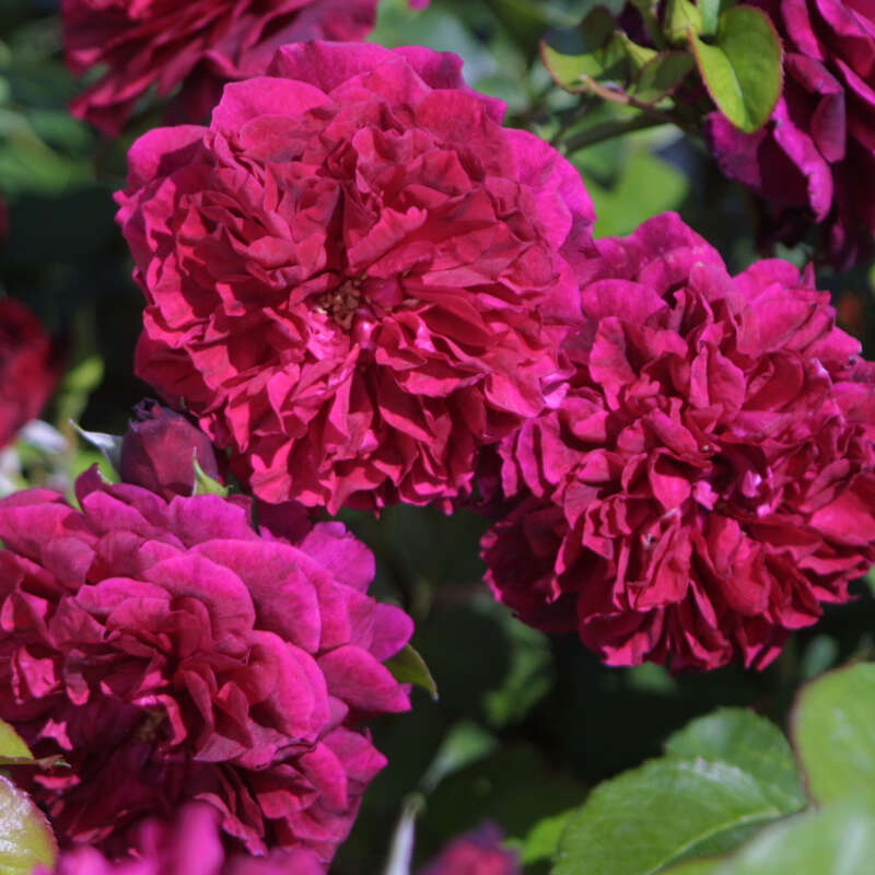 Englische Strauchrose - Rose 'Tradescant' - rot