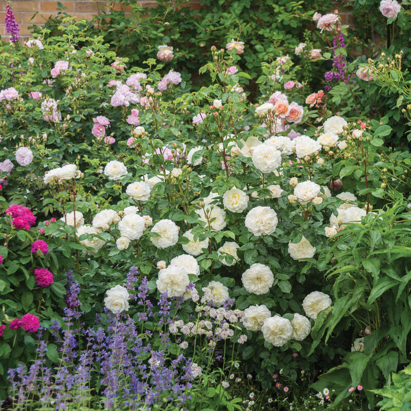 Englische Strauchrose - Rose 'Tranquility' - weiß