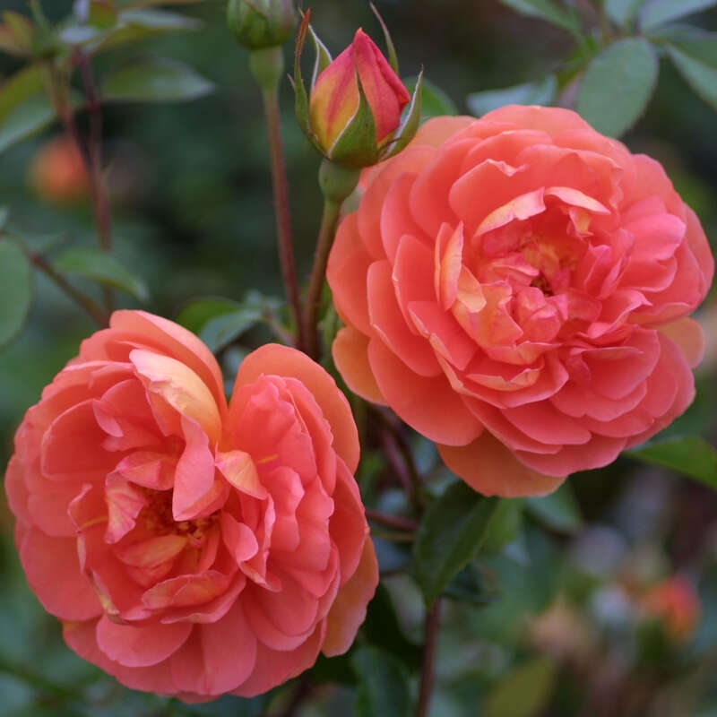 Englische Strauchrose - Rose 'Pat Austin' - orange