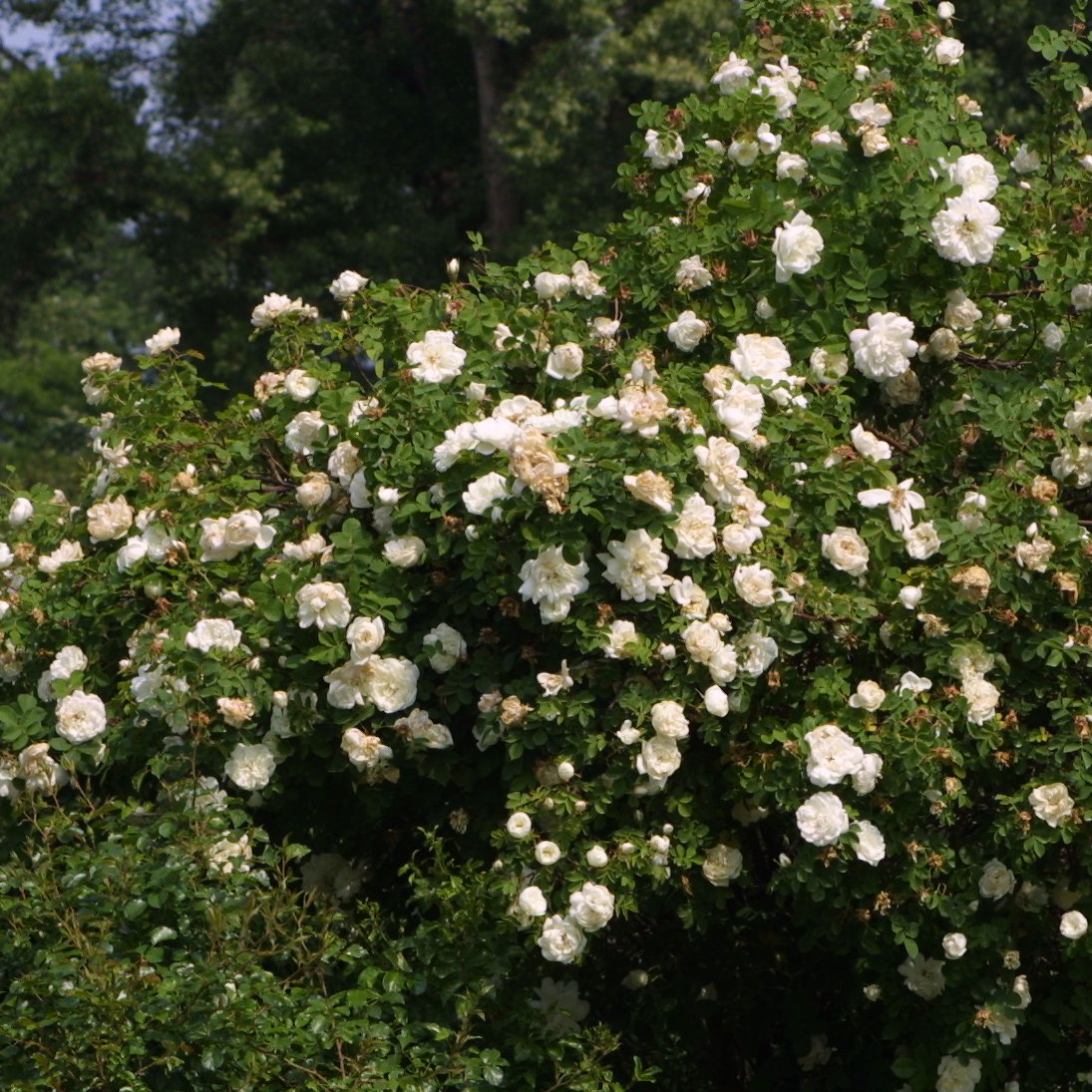 Historische Strauchrose - Rose 'Karl Foerster' - weiß