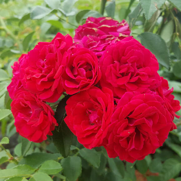 Ramblerrose - Rose 'Chevy Chase' - rot