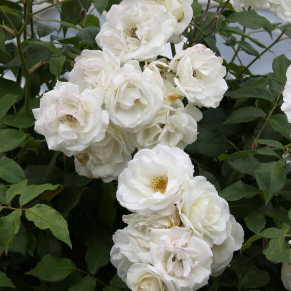 Moderne Kletterrose - Rose 'Climbing Iceberg' - weiß