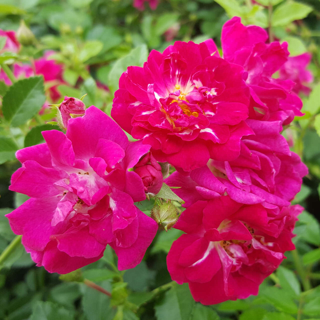 Moderne Kletterrose - Rose 'Super Excelsa' - rosa