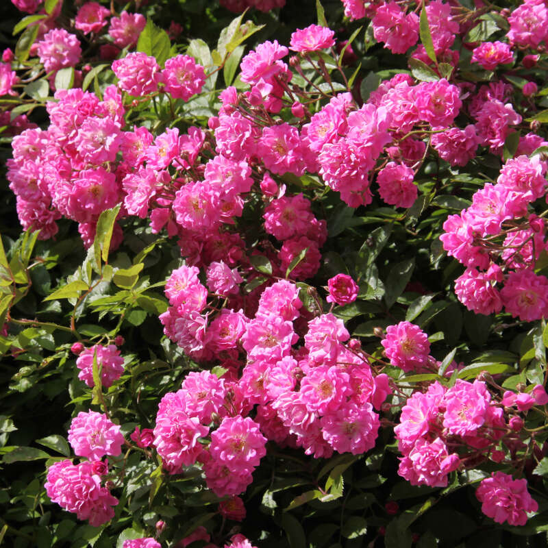 Ramblerrose - Rose 'Rosemarie Viaud' - rosa