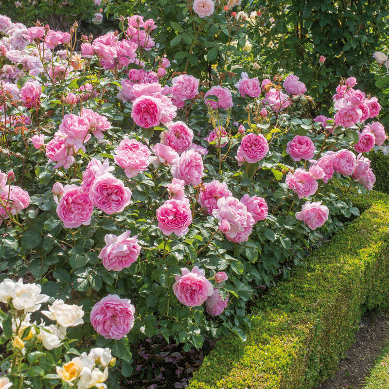 Englische Strauchrose - Rose 'Maid Marion' - rosa