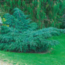Zypressenwacholder - Juniperus virginiana 'Pyramidalis Glauca'