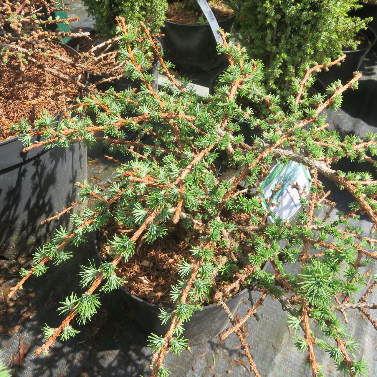 Zwerglärche - Larix kaempferi 'Blue Dwarf' - grau/silbrig