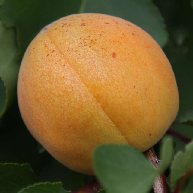 Marille | Vom Gärtner mit Anwuchsgarantie kaufen - rasche Lieferung