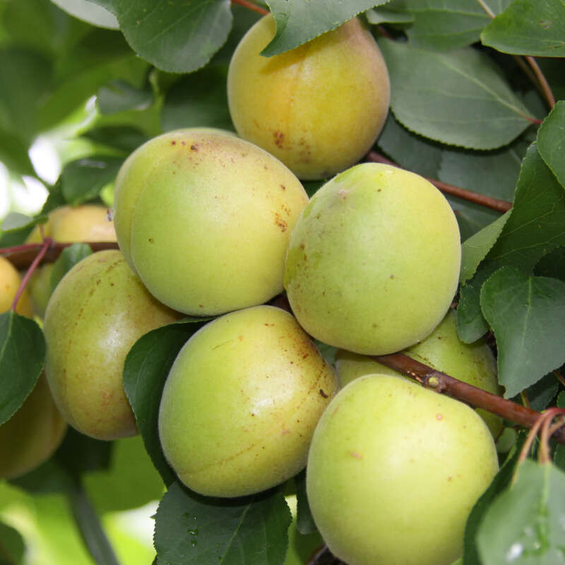 Marille - Prunus armeniaca 'Schafbergmarille'