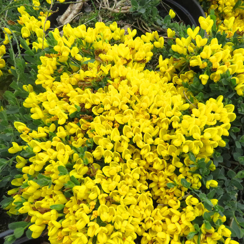 Heimischer Zwerg-Geißklee - Cytisus procumbens - gelb